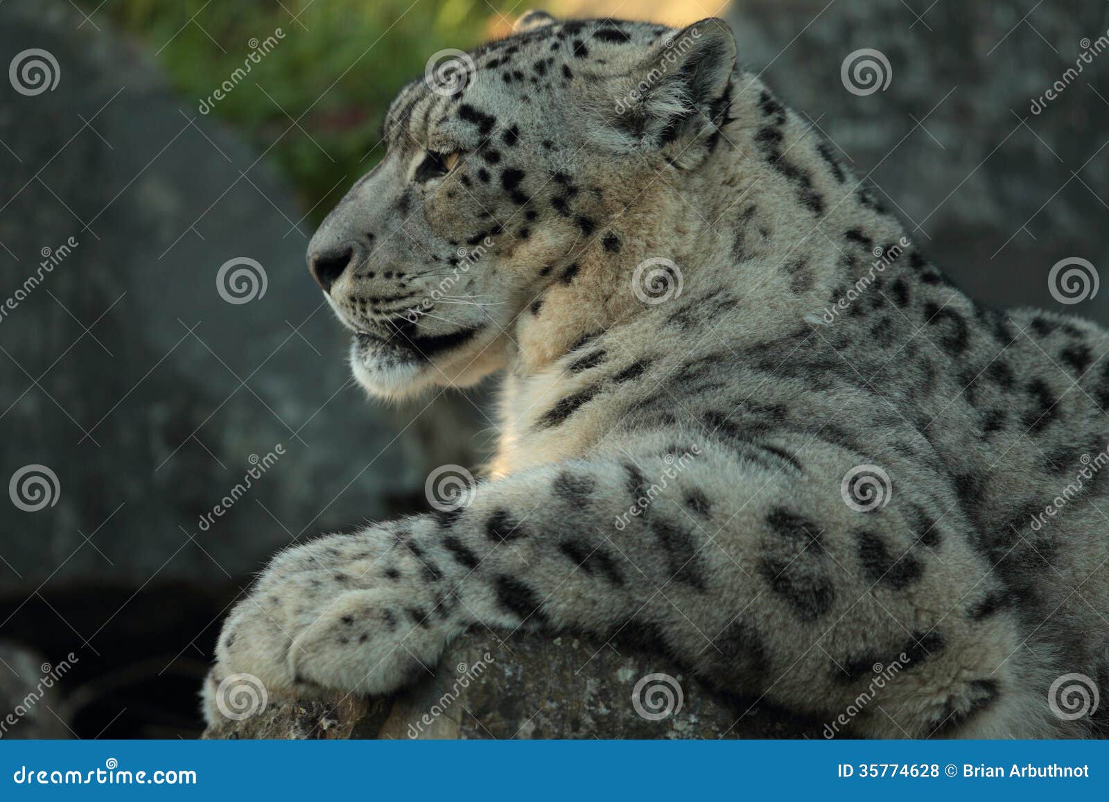 Snow leopard. stock photo. Image of sharp, close, profile - 35774628