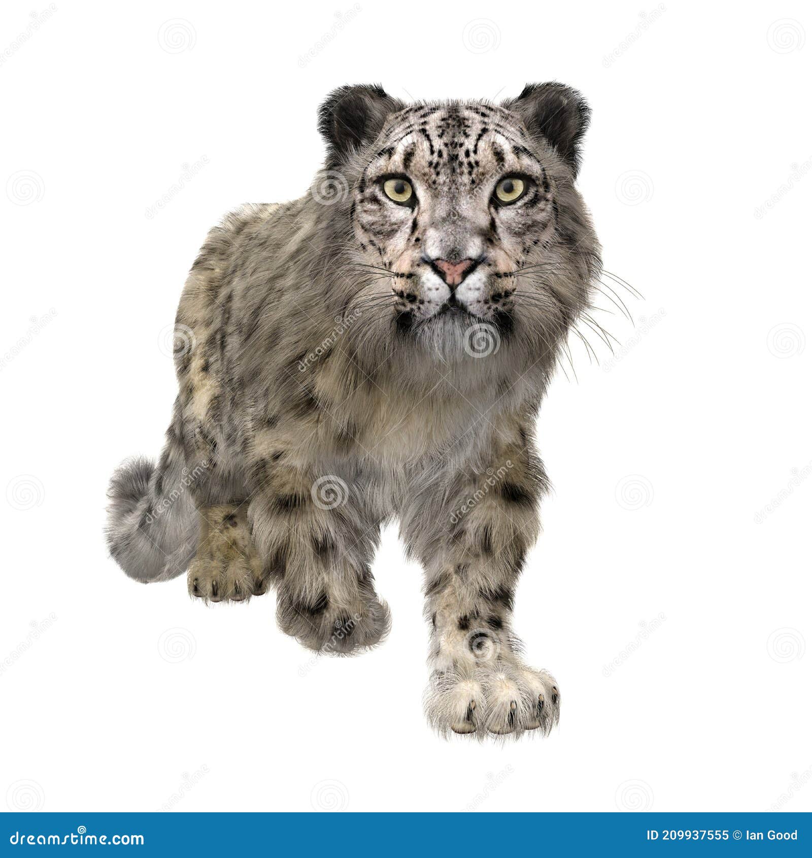 Snow Leopard Walking. 3D Illustration Isolated on White Stock Image ...