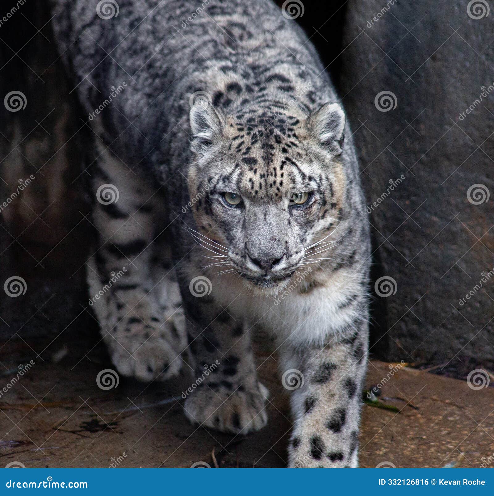 Snow Leopard Stalking Forward Slowly Stock Photo - Image of snow ...