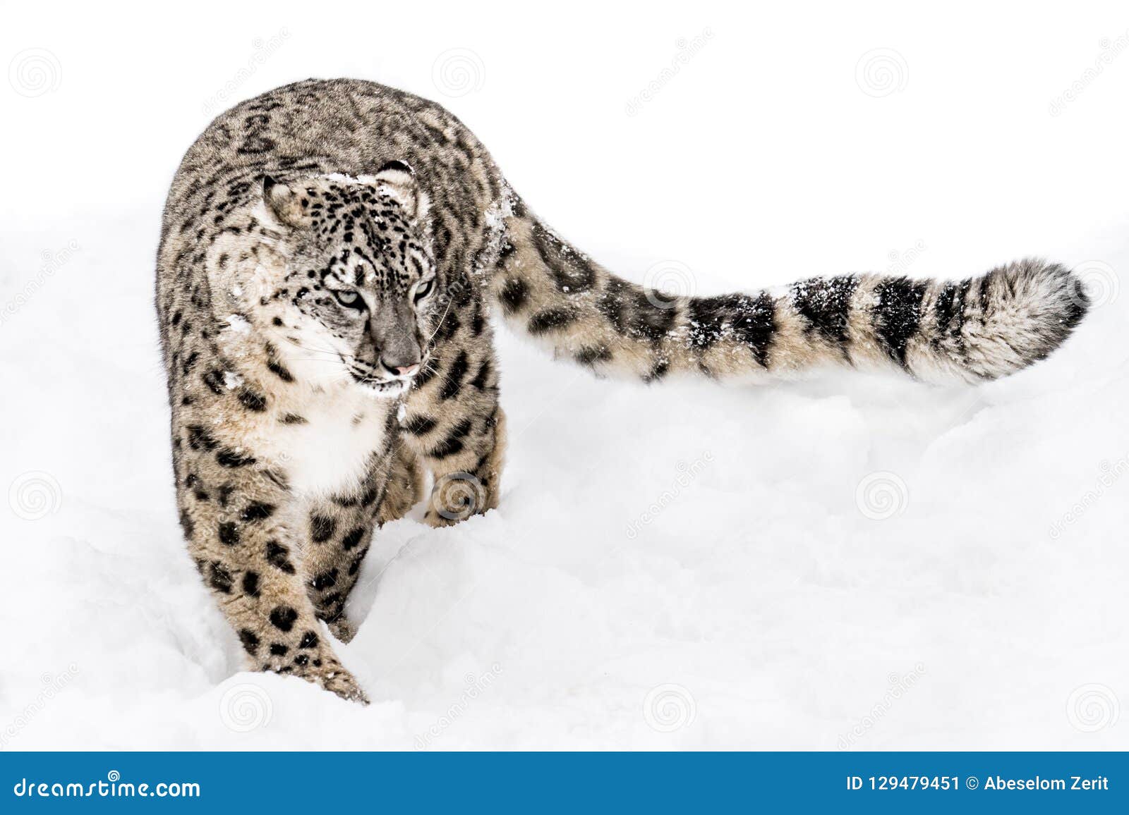 Snow Leopard on the Prowl XV Stock Image - Image of nature, snowy ...