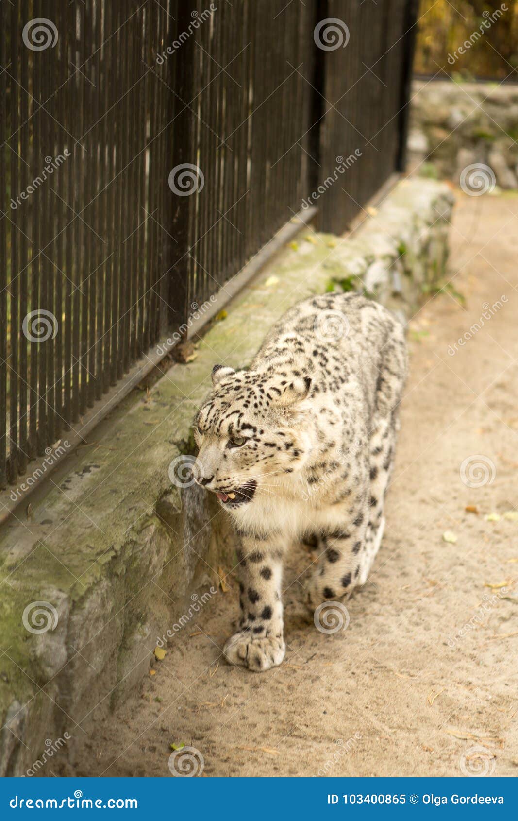 A Snow Leopard Walks in the Cage Stock Image - Image of mammal, single ...