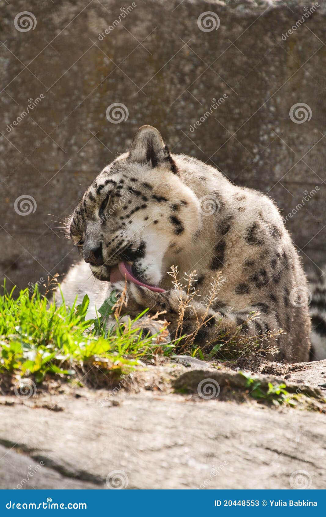 Snow leopard washes stock image. Image of animal, washes - 20448553