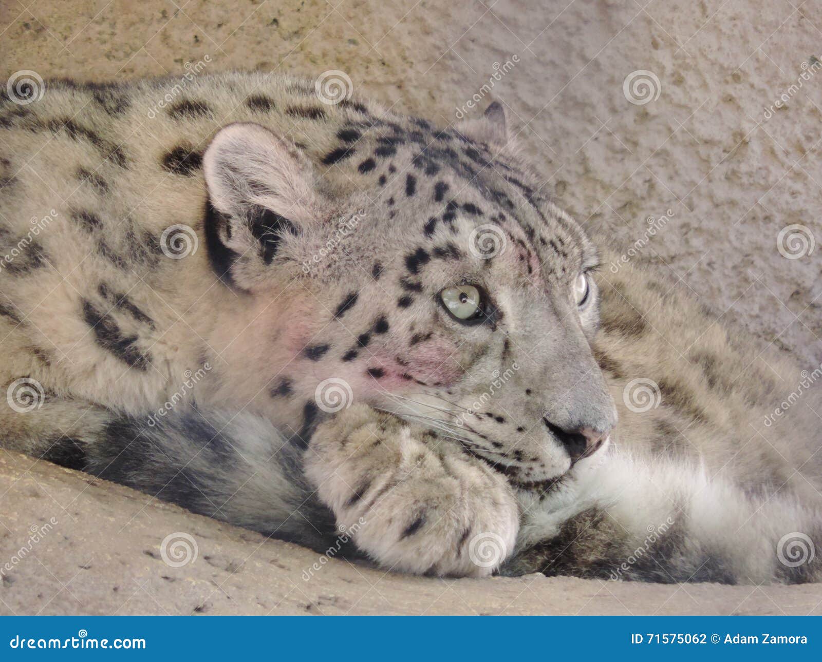Snow leopard stock photo. Image of spots, leopard, white - 71575062