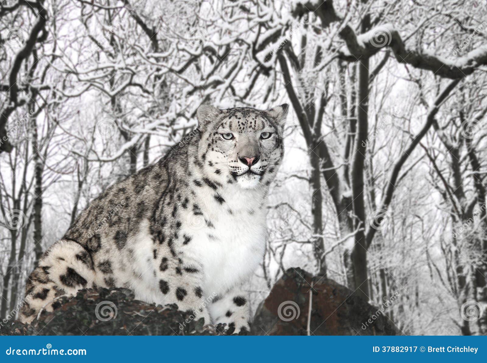 Snow Leopard stock image. Image of wildcat, cute, spots - 37882917