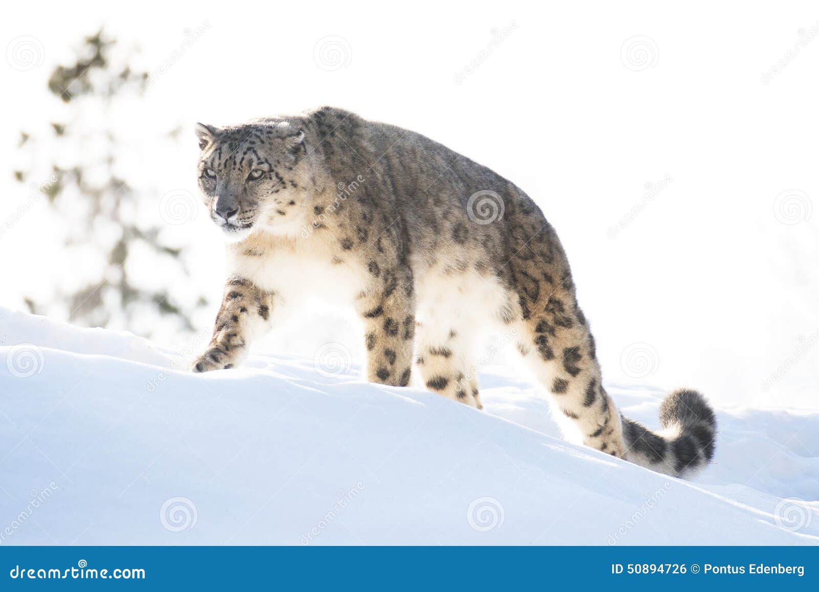 Snow leopard in the winter stock photo. Image of species - 50894726