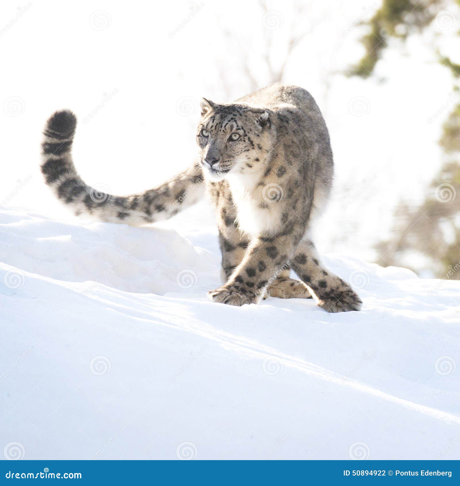 Snow leopard in the winter stock photo. Image of nature - 50894922