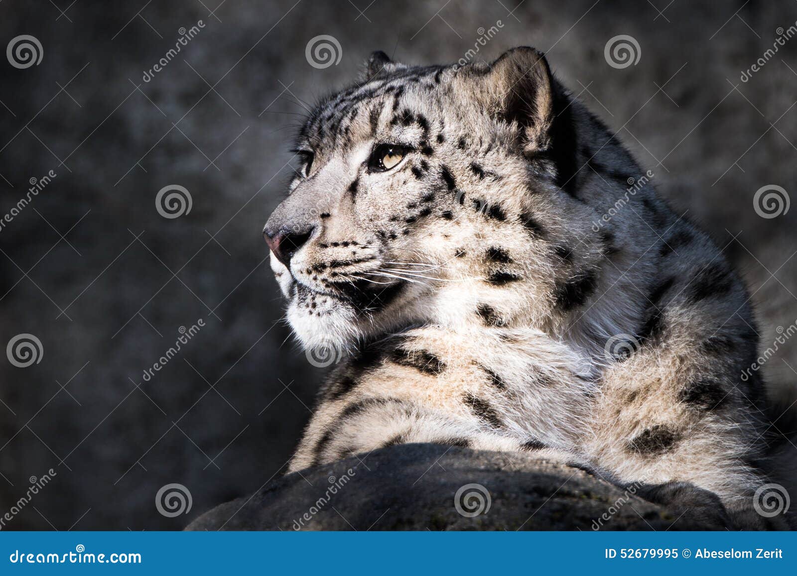 Snow Leopard XI stock image. Image of portrait, nature - 52679995