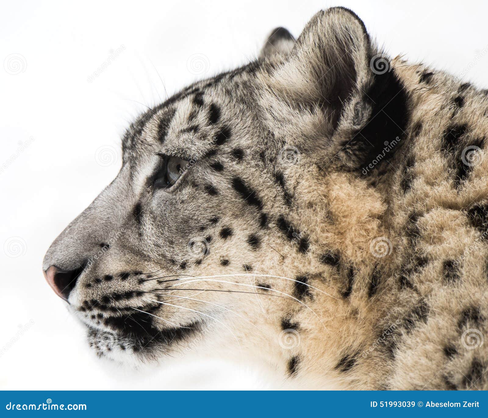 Snow Leopard XV stock image. Image of snow, rhode, united - 51993039