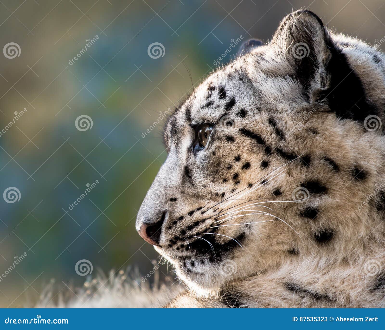 Snow Leopard XXIX stock image. Image of nature, profile - 87535323