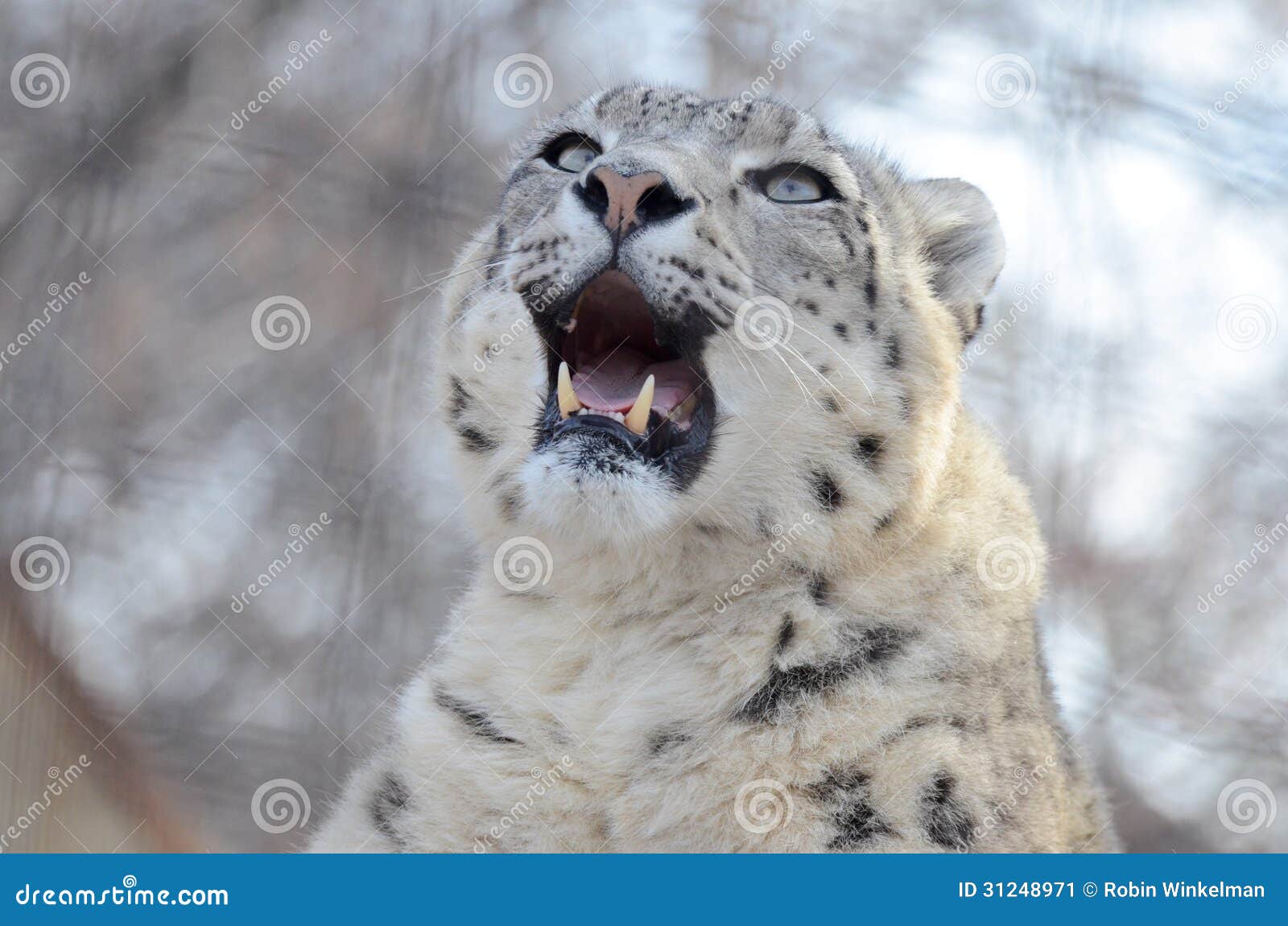 Snow leopard yawn stock image. Image of spots, white - 31248971