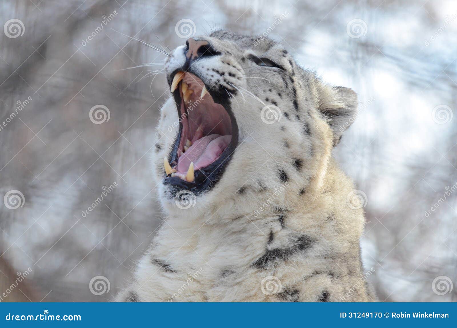 Snow leopard yawn2 stock photo. Image of spotted, snowleopard - 31249170