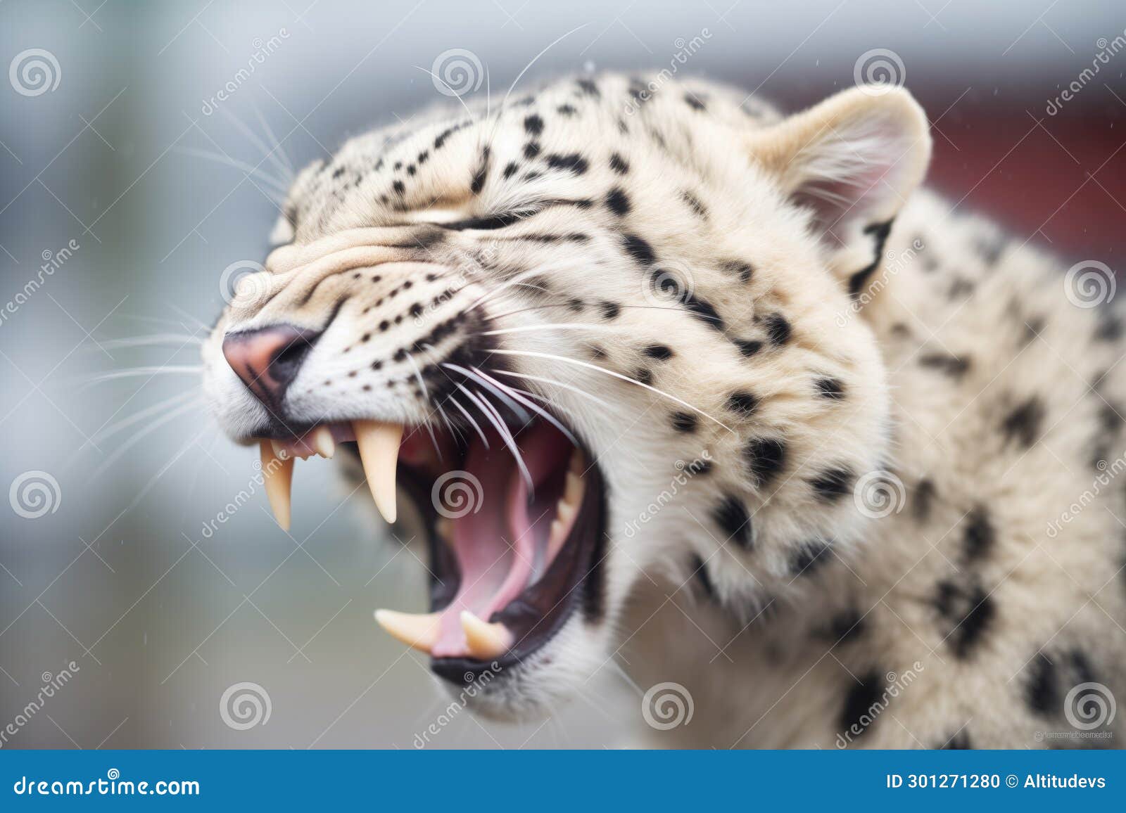 A Snow Leopard Yawning Revealing Sharp Teeth Stock Photo - Image of ...