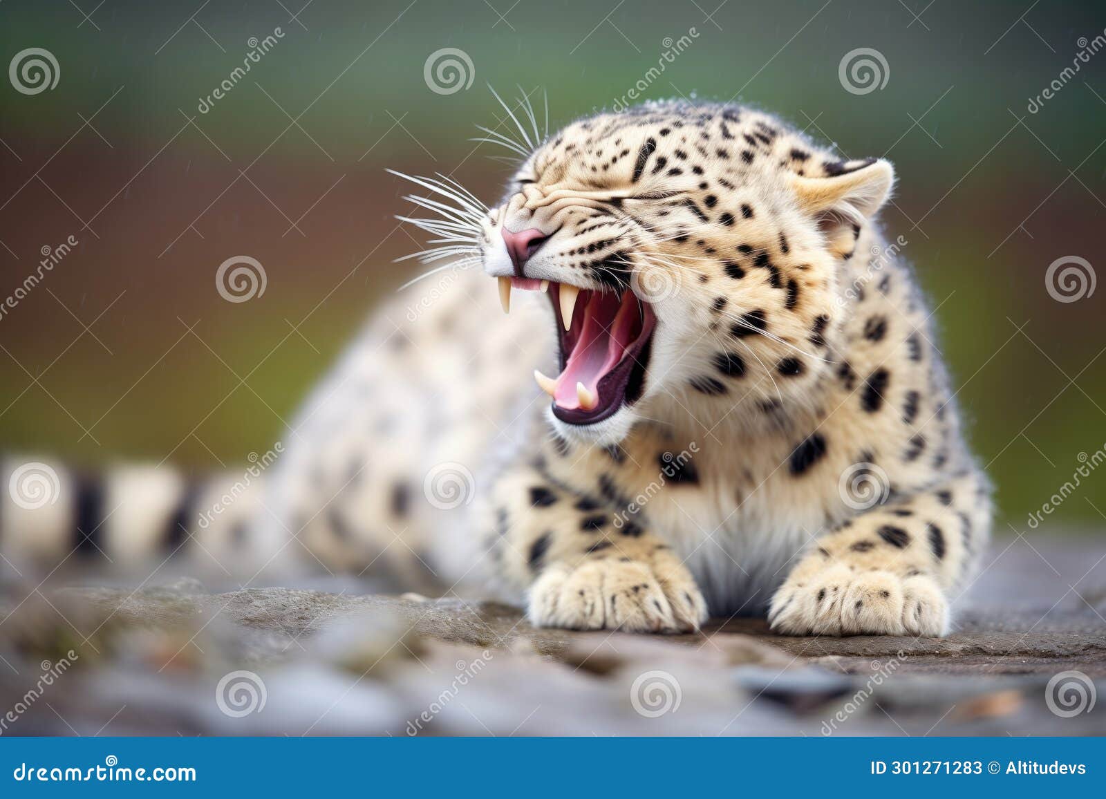 A Snow Leopard Yawning Revealing Sharp Teeth Stock Image - Image of ...