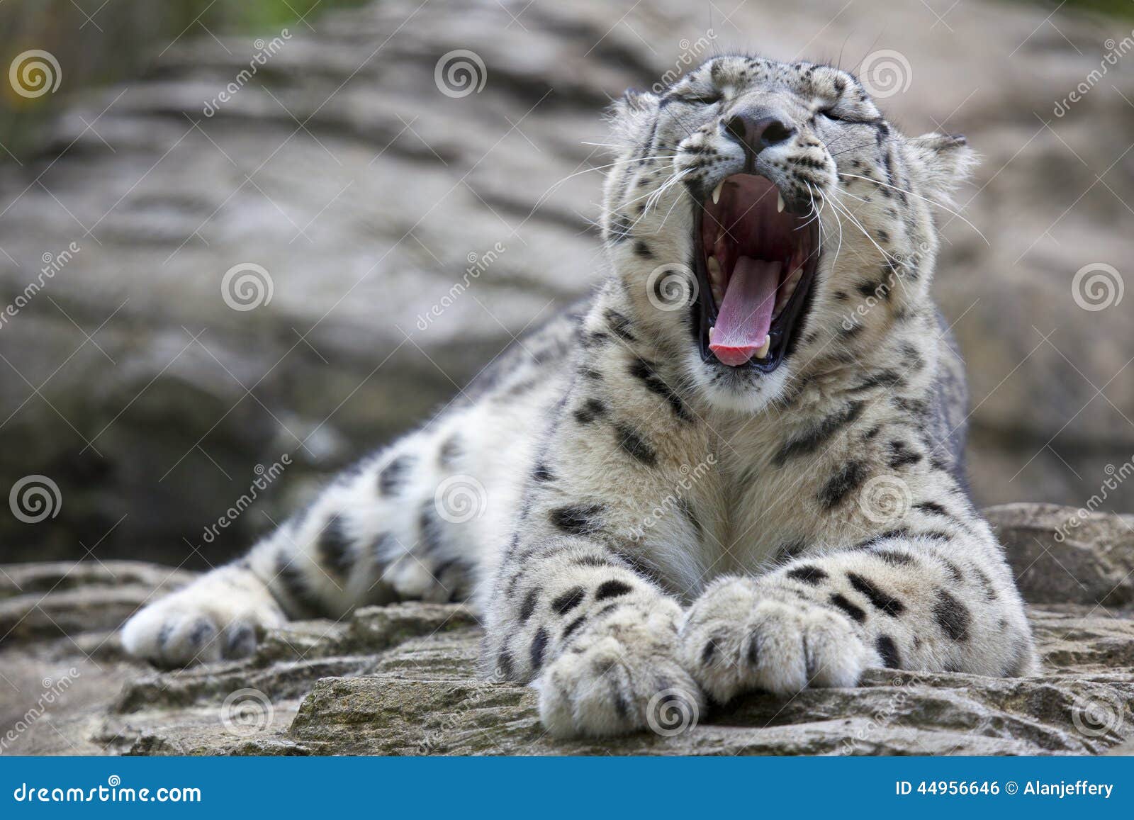 Snow Leopard stock photo. Image of nature, teeth, fangs - 44956646