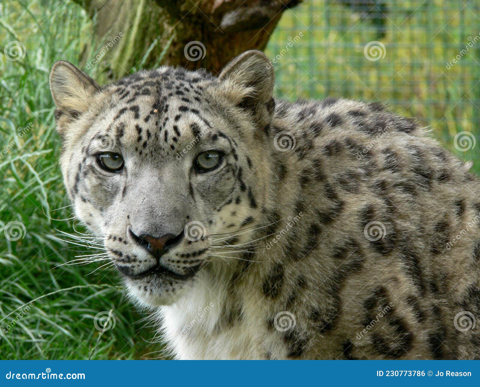 Snow Leopard in a Zoo Environment Stock Photo - Image of beautiful ...