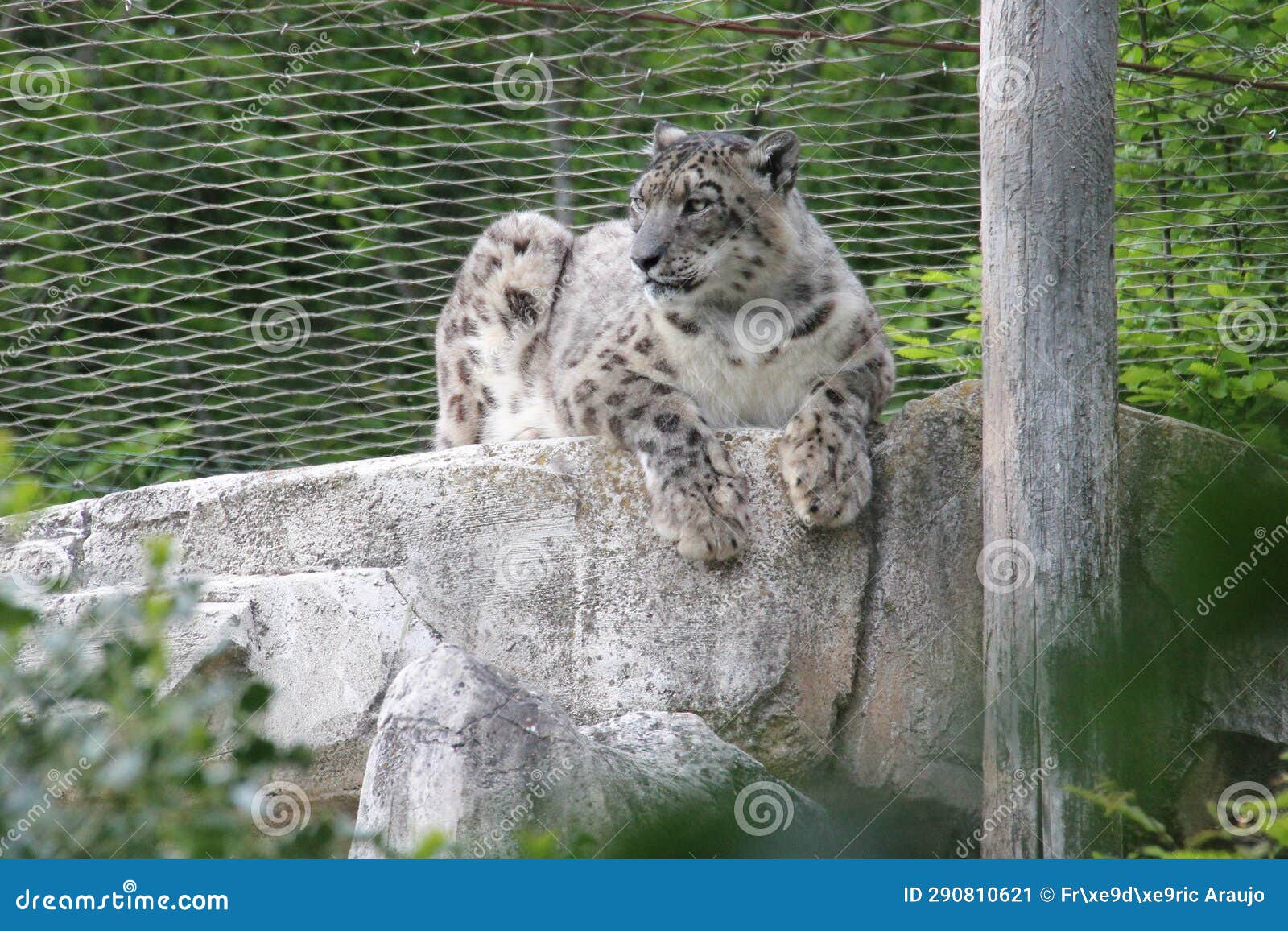 Snow Leopard - Zoo - France Stock Image - Image of wildcat, wildlife ...