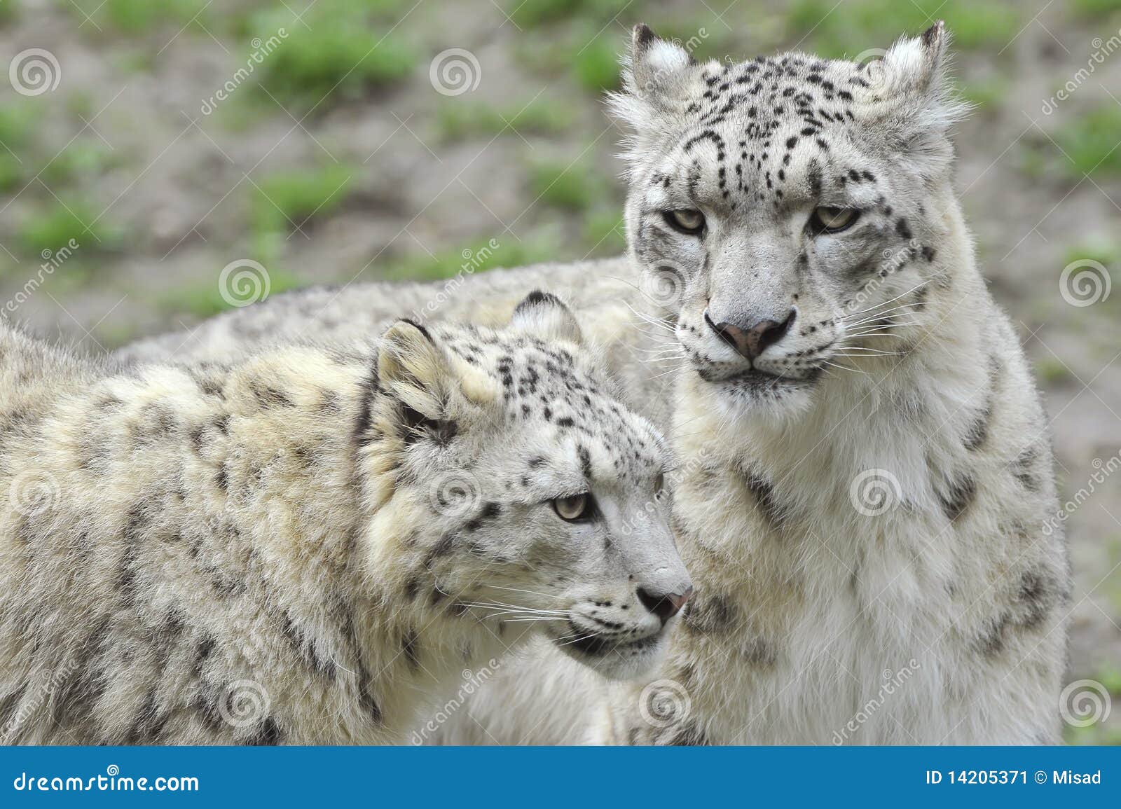 Snow Leopards stock image. Image of portrait, long, dense - 14205371