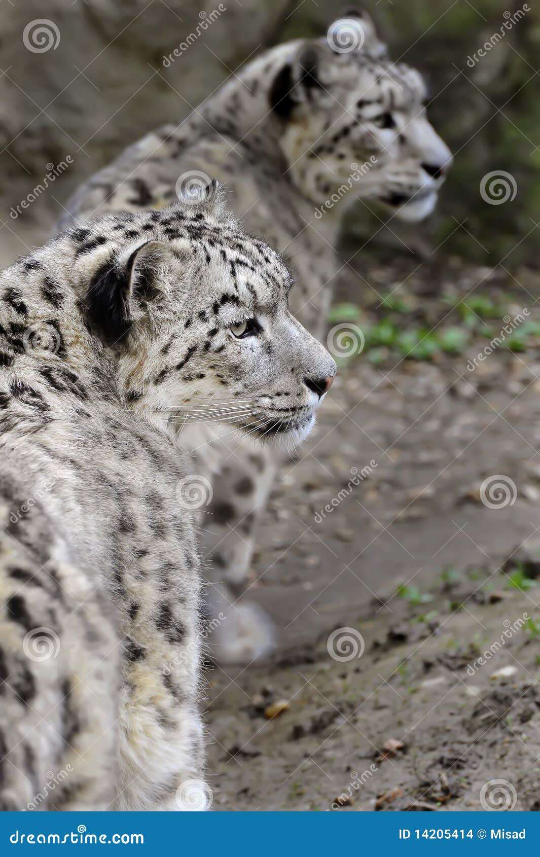 Snow Leopards stock photo. Image of predator, spots, winter - 14205414