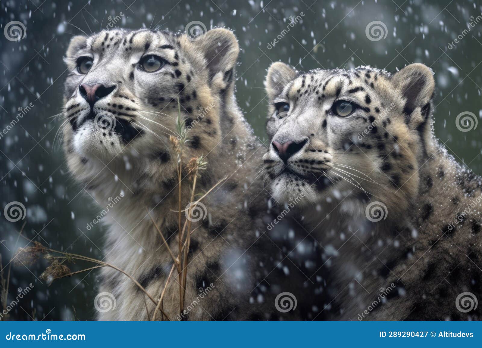 Snow Leopards Breath Visible in Cold Air Stock Image - Image of ...