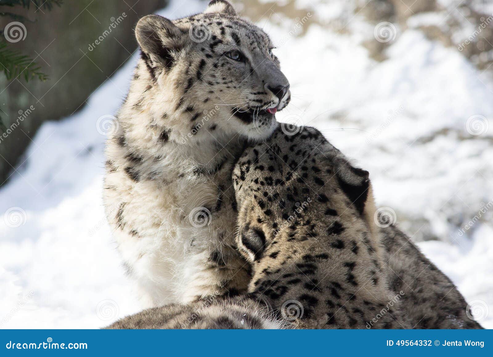 Snow Leopards Stock Photo | CartoonDealer.com #14205414