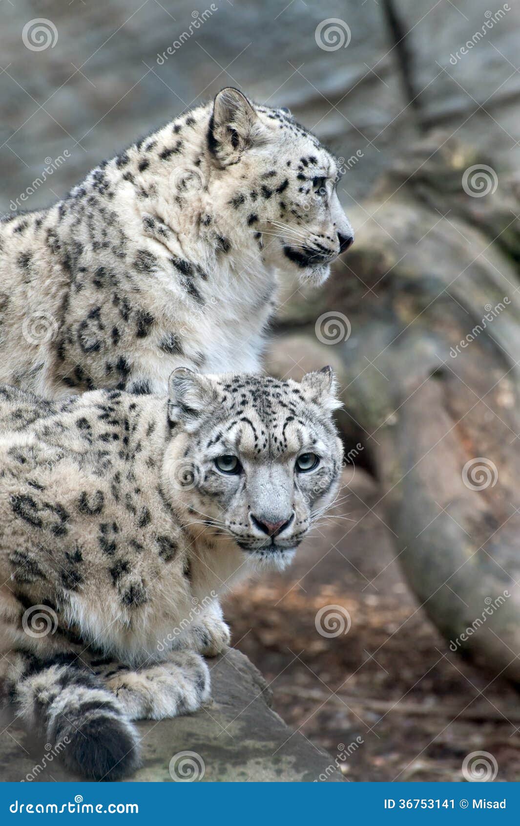 Snow Leopards stock image. Image of tail, panthera, head - 36753141
