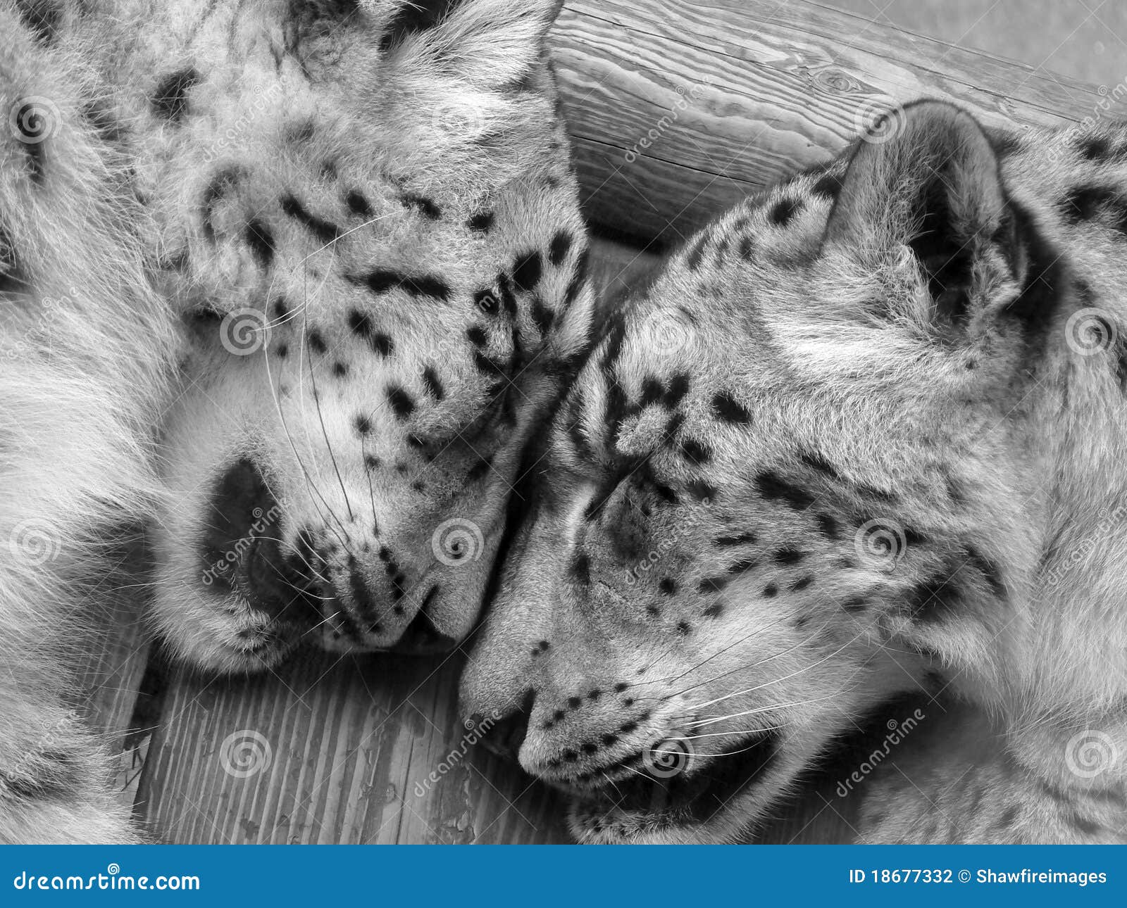 Snow Leopards Sleeping Togther. Stock Photo - Image of snow, feline ...