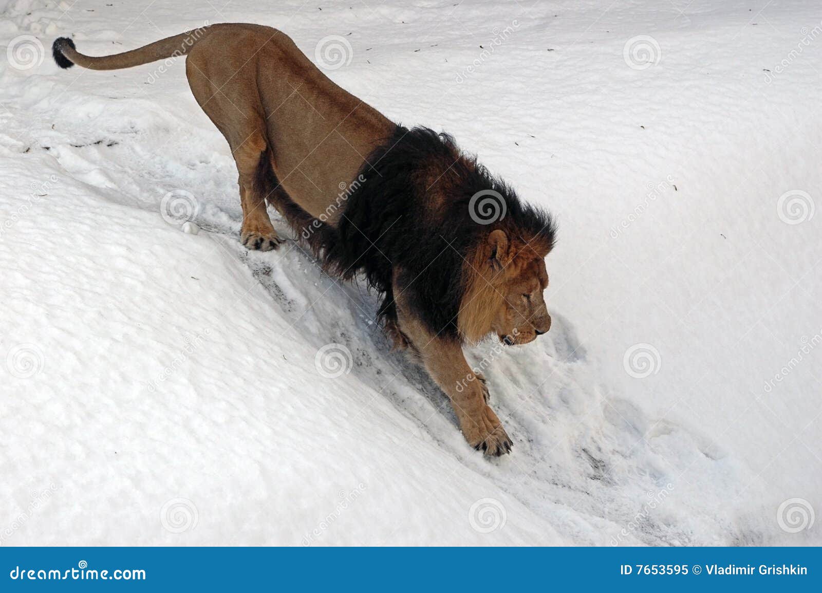 Snow lion stock image. Image of feline, predator, felid - 7653595