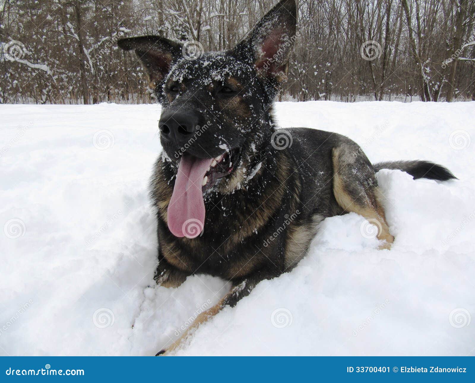 Snow loving dog stock image. Image of shepherd, nose - 33700401
