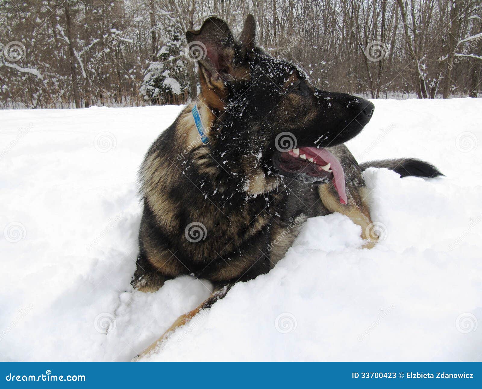 Snow loving dog stock image. Image of shepherd, snout - 33700423