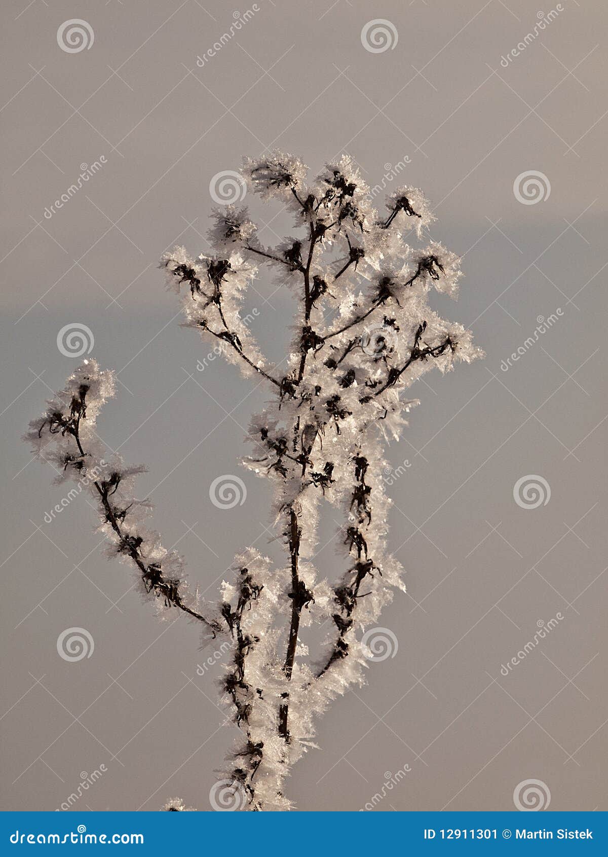 Snow macro stock image. Image of closeup, fresh, blue - 12911301