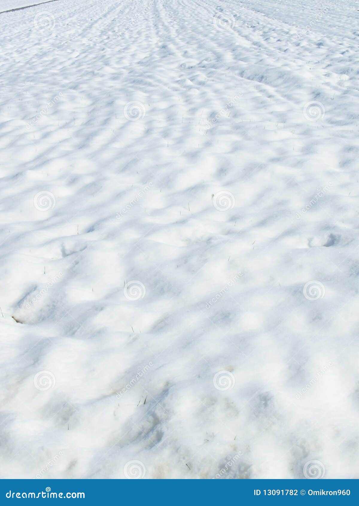 Snow meadow stock photo. Image of snow, christmas, meadow - 13091782
