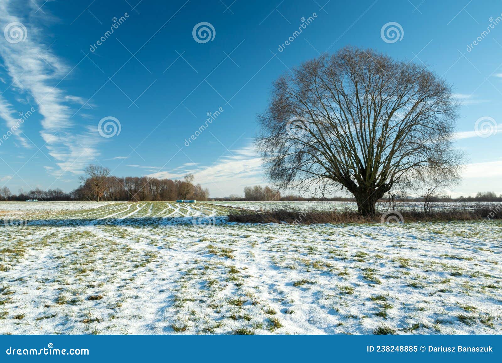 Snow on the Meadow and a Large Tree Stock Image - Image of field ...