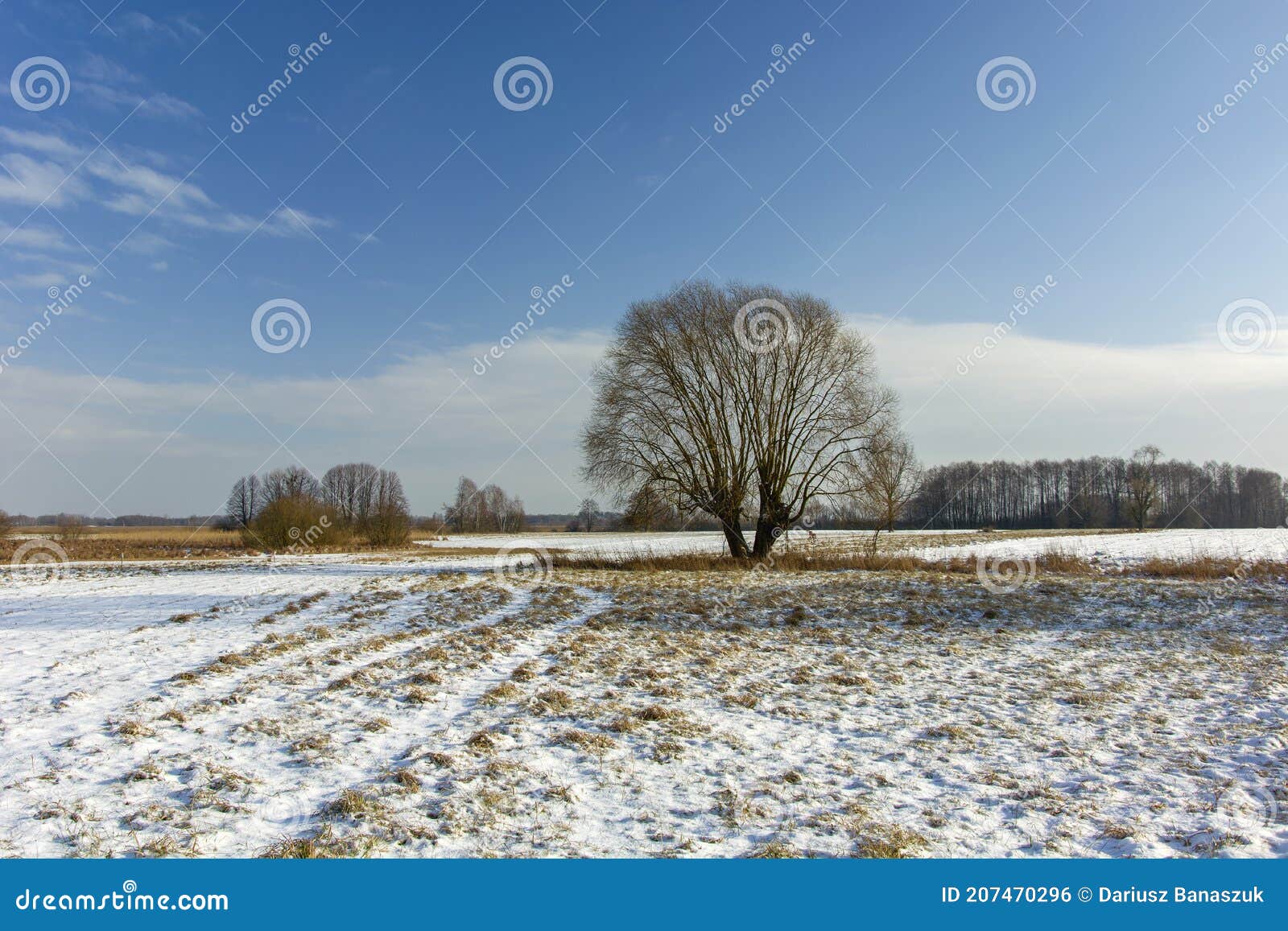 Snow on the Meadow, Tree and Blue Sky Stock Photo - Image of beautiful ...