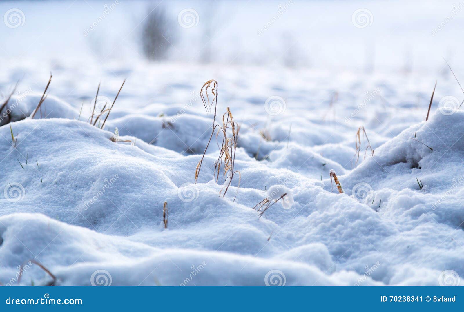 Snow on a Meadow in Winter Macro Stock Image - Image of meadow, dusk ...