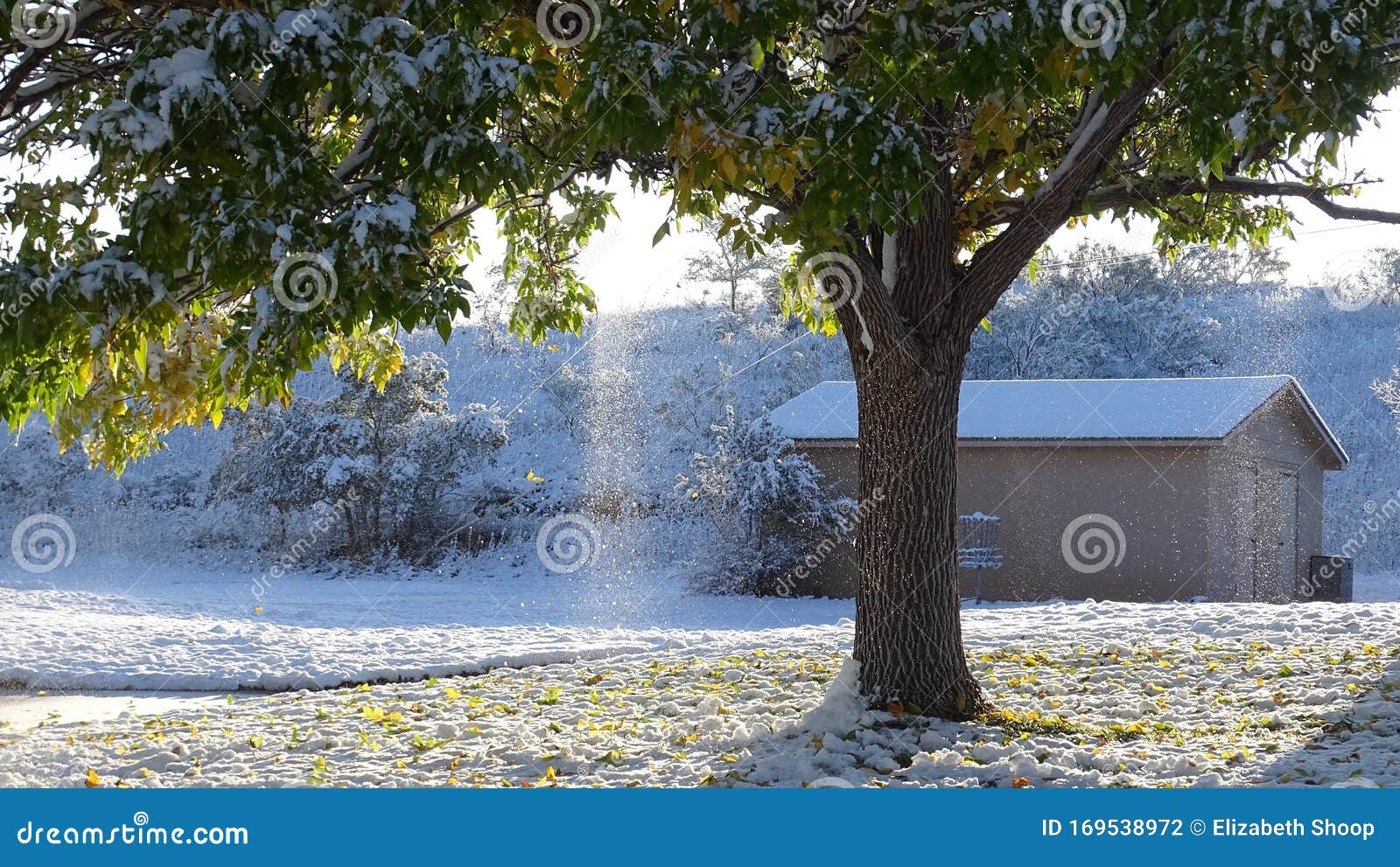 Melting Tree Branch Stock Photography | CartoonDealer.com #84368156