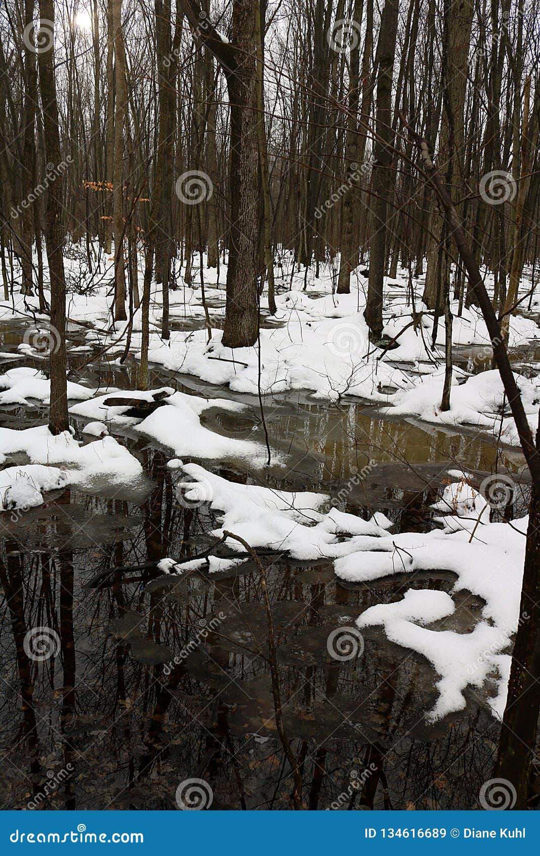 Snow Melting in Swamp with Tree Trunks Reflecting in the Water Stock ...
