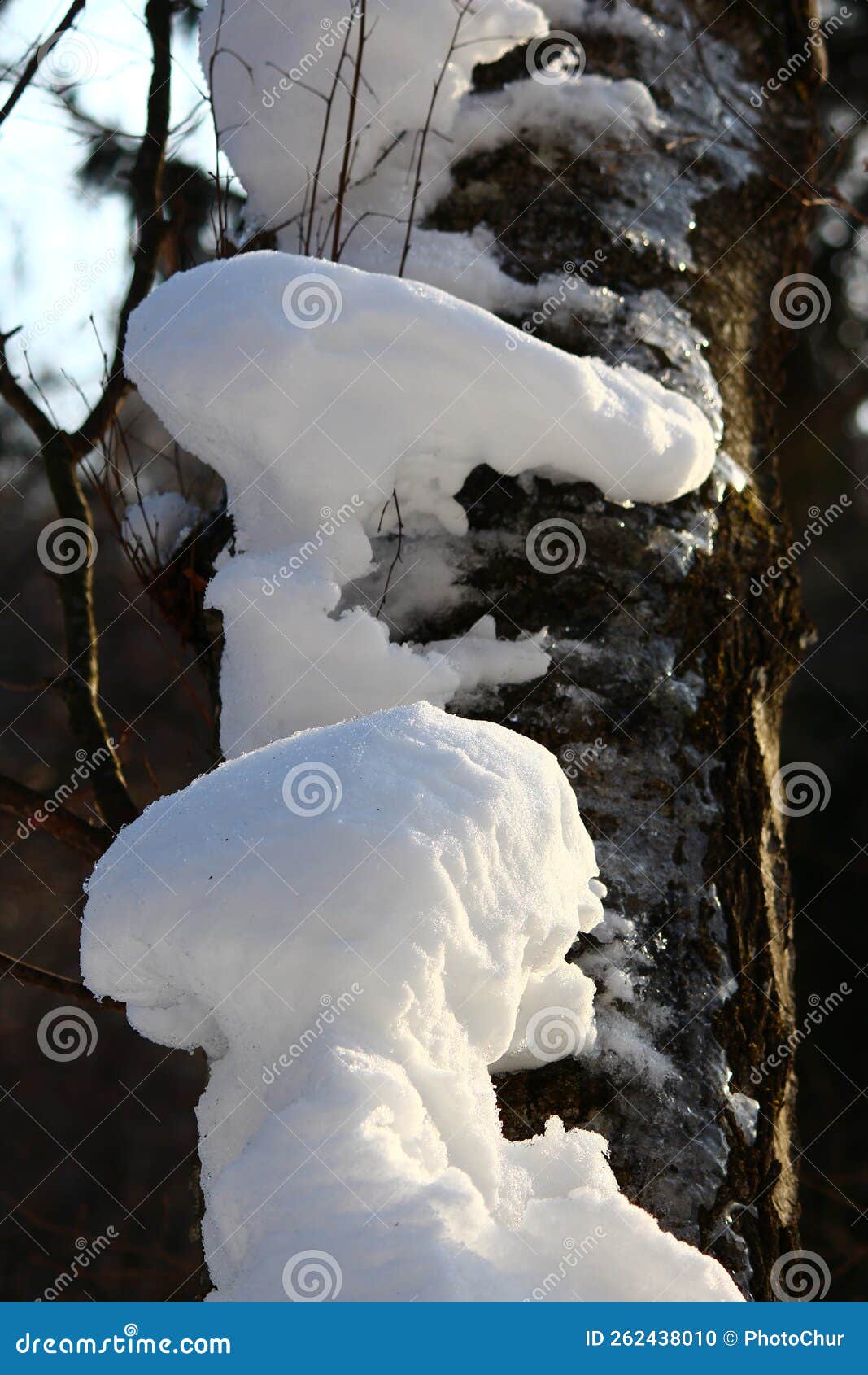 Snow Melting on Tree Trunks in the Forest during a Thaw in Winter Stock ...