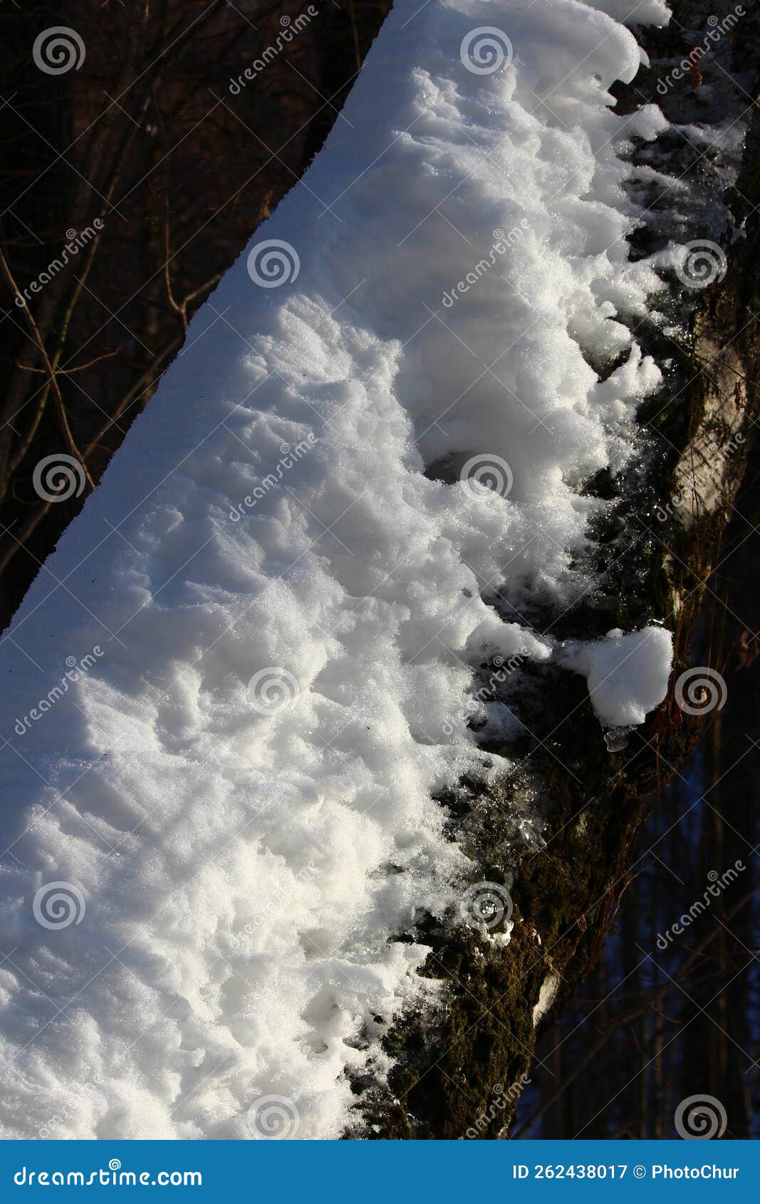 Snow Melting on Tree Trunks in the Forest during a Thaw in Winter Stock ...