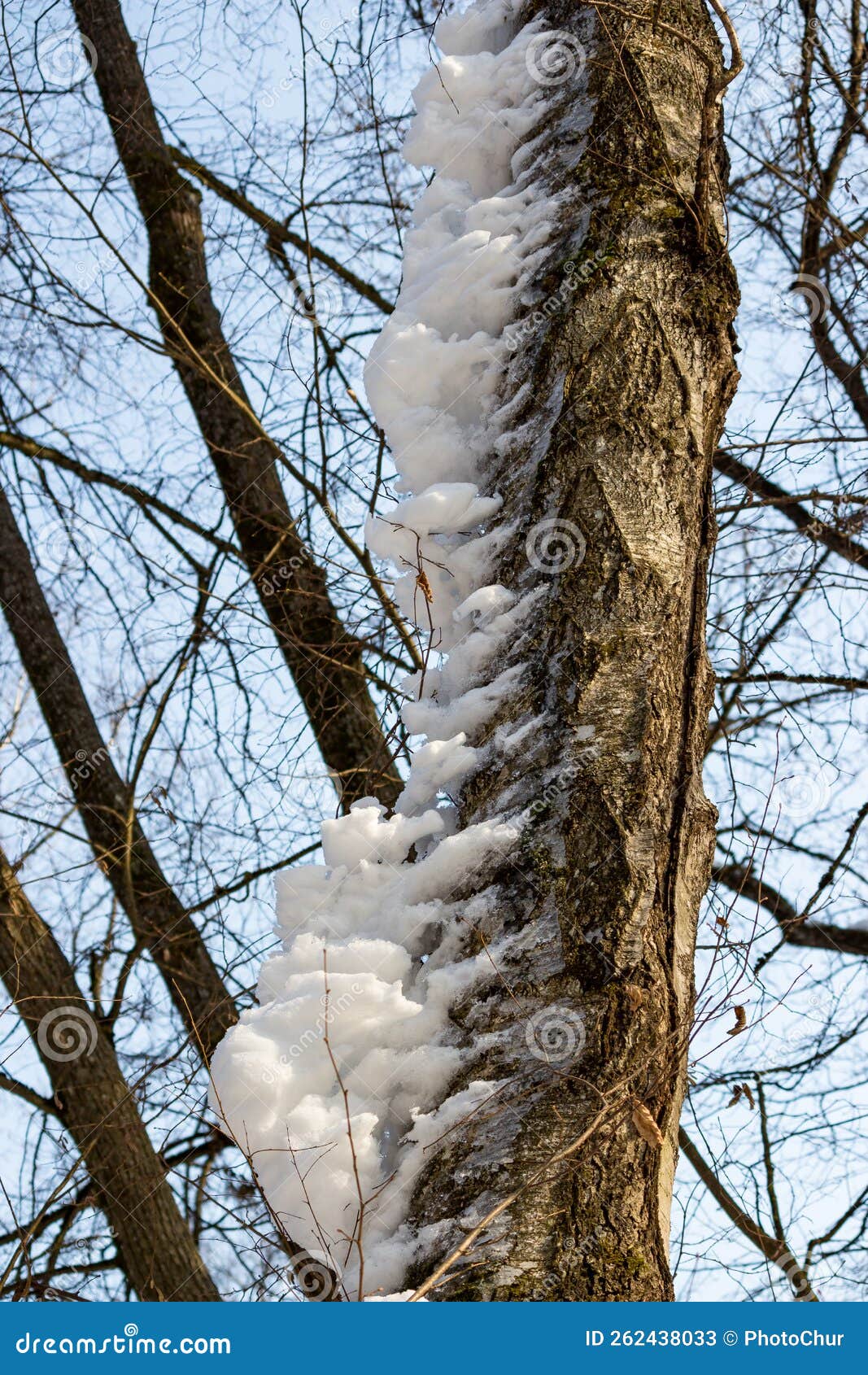 Snow Melting on Tree Trunks in the Forest during a Thaw in Winter Stock ...