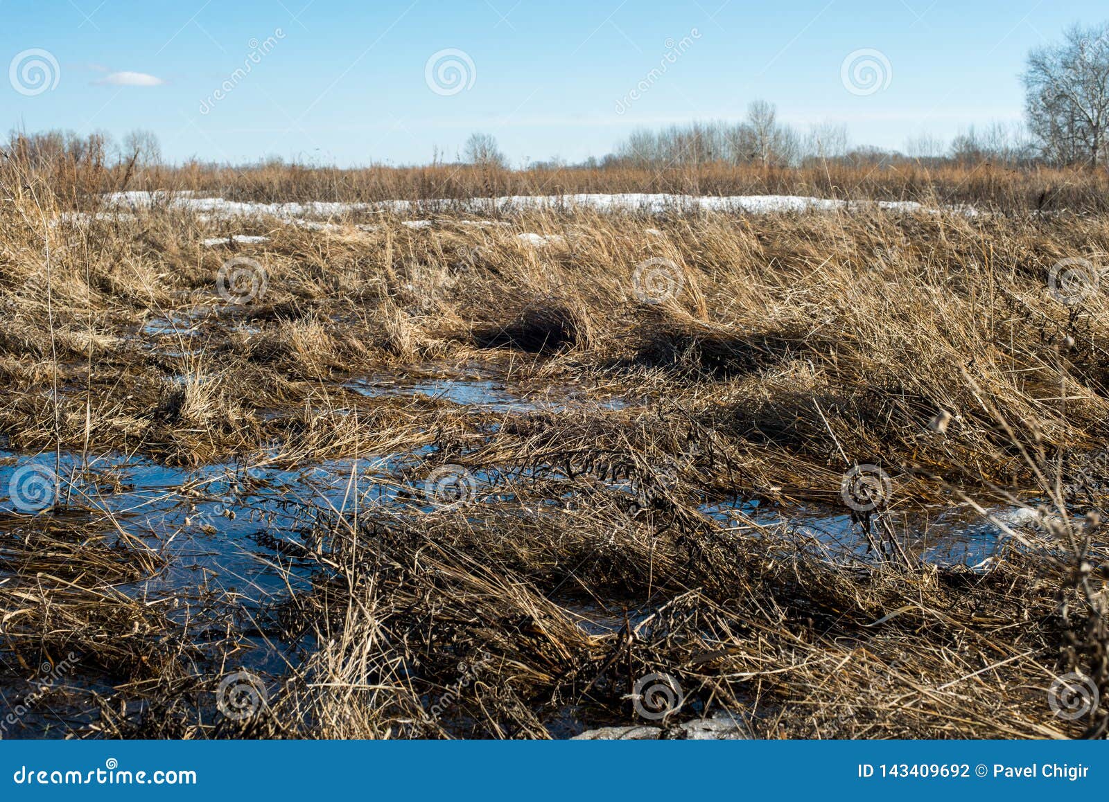 Snow Melts and Accumulated Melt Water Forms a Swamp Stock Photo - Image ...