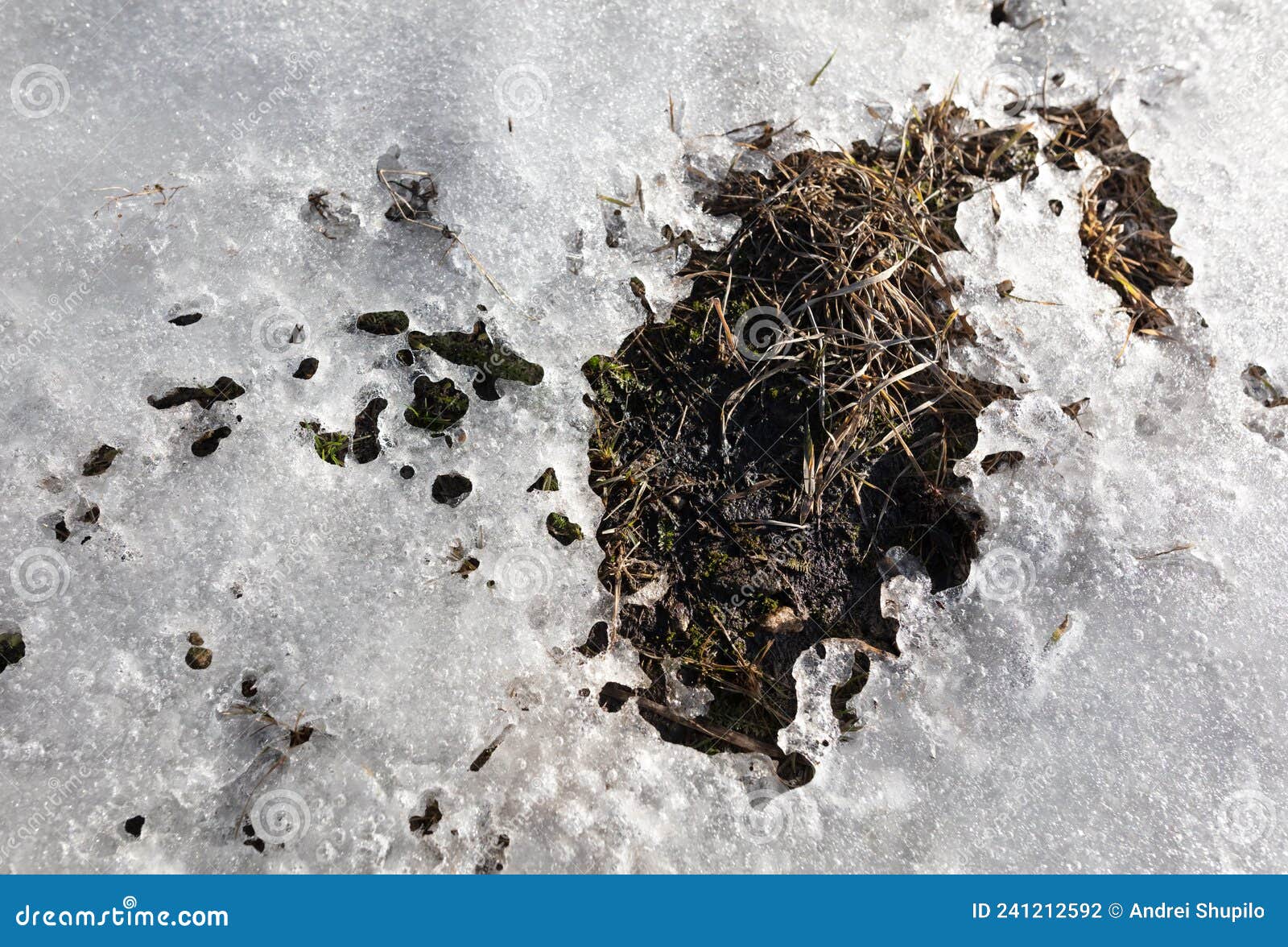 Snow Melts on the Ground in Spring. Stock Photo - Image of white ...
