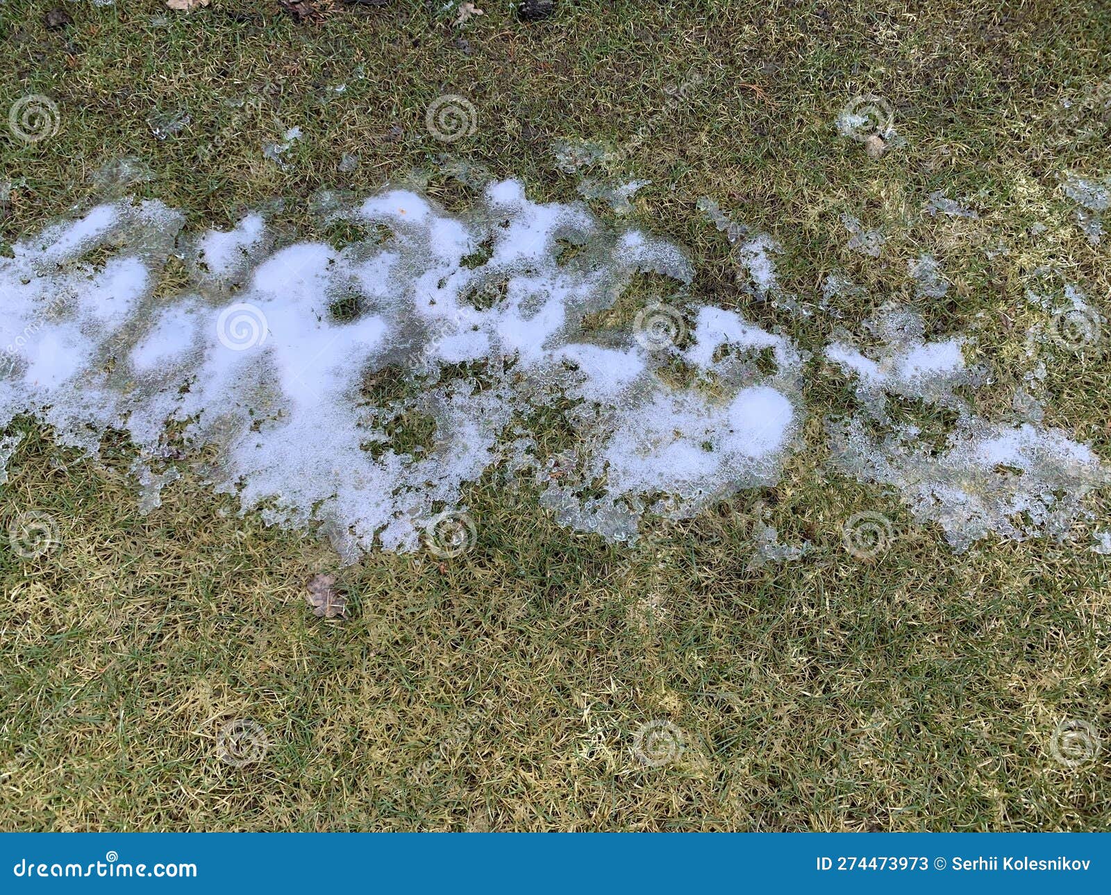 Snow Mold on the Lawn. Spring Lawn Care after Melted Snow. White Lawn ...