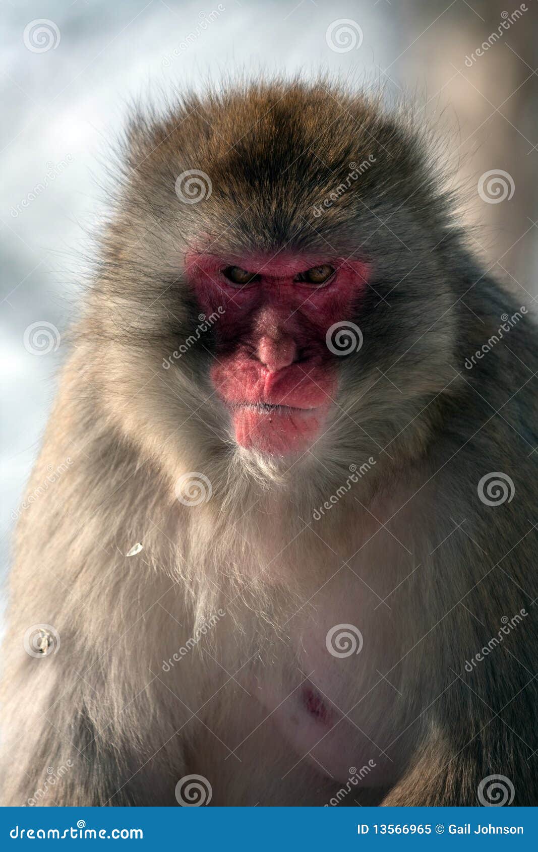 Snow Monkey stock image. Image of snow, mammal, kincraig - 13566965