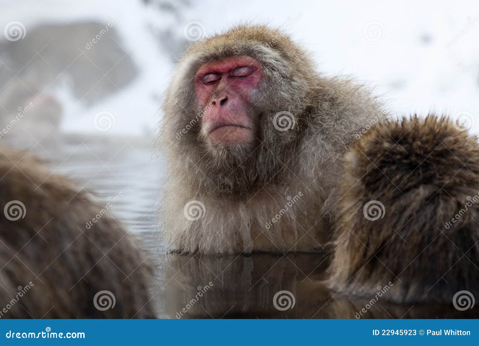 Snow monkey stock image. Image of wild, animal, primate - 22945923