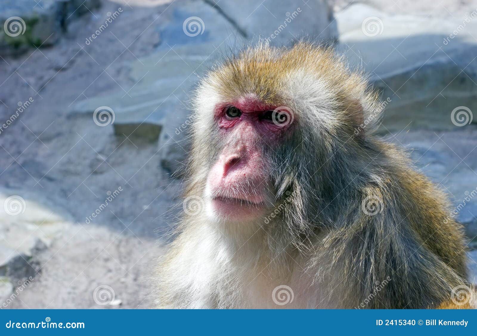 Snow Monkey stock photo. Image of africa, nature, safari - 2415340