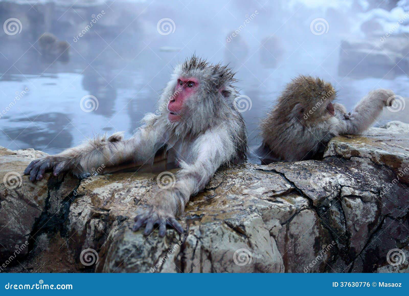 Snow Monkey stock photo. Image of snowmonkey, spring - 37630776