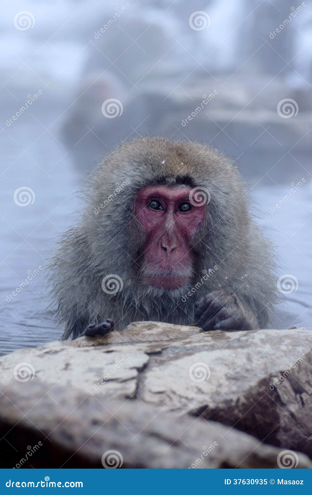 Snow Monkey stock image. Image of friendly, cute, monkey - 37630935