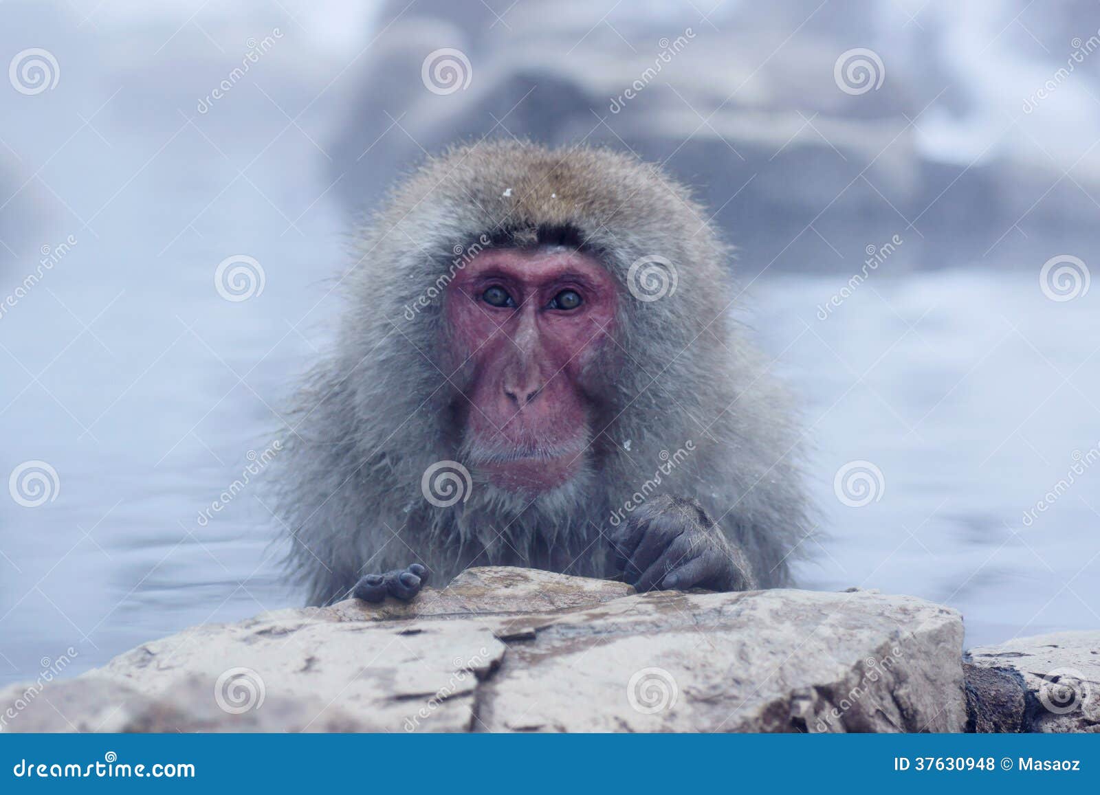 Snow Monkey stock photo. Image of friendly, cute, outdoor - 37630948