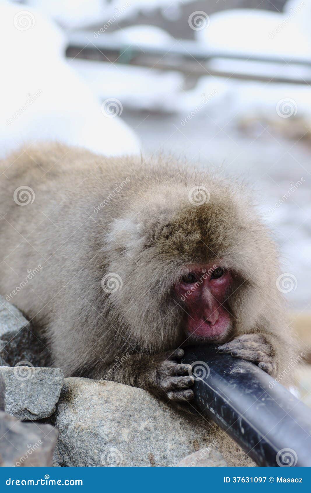 Snow Monkey stock image. Image of monkey, snow, cute - 37631097