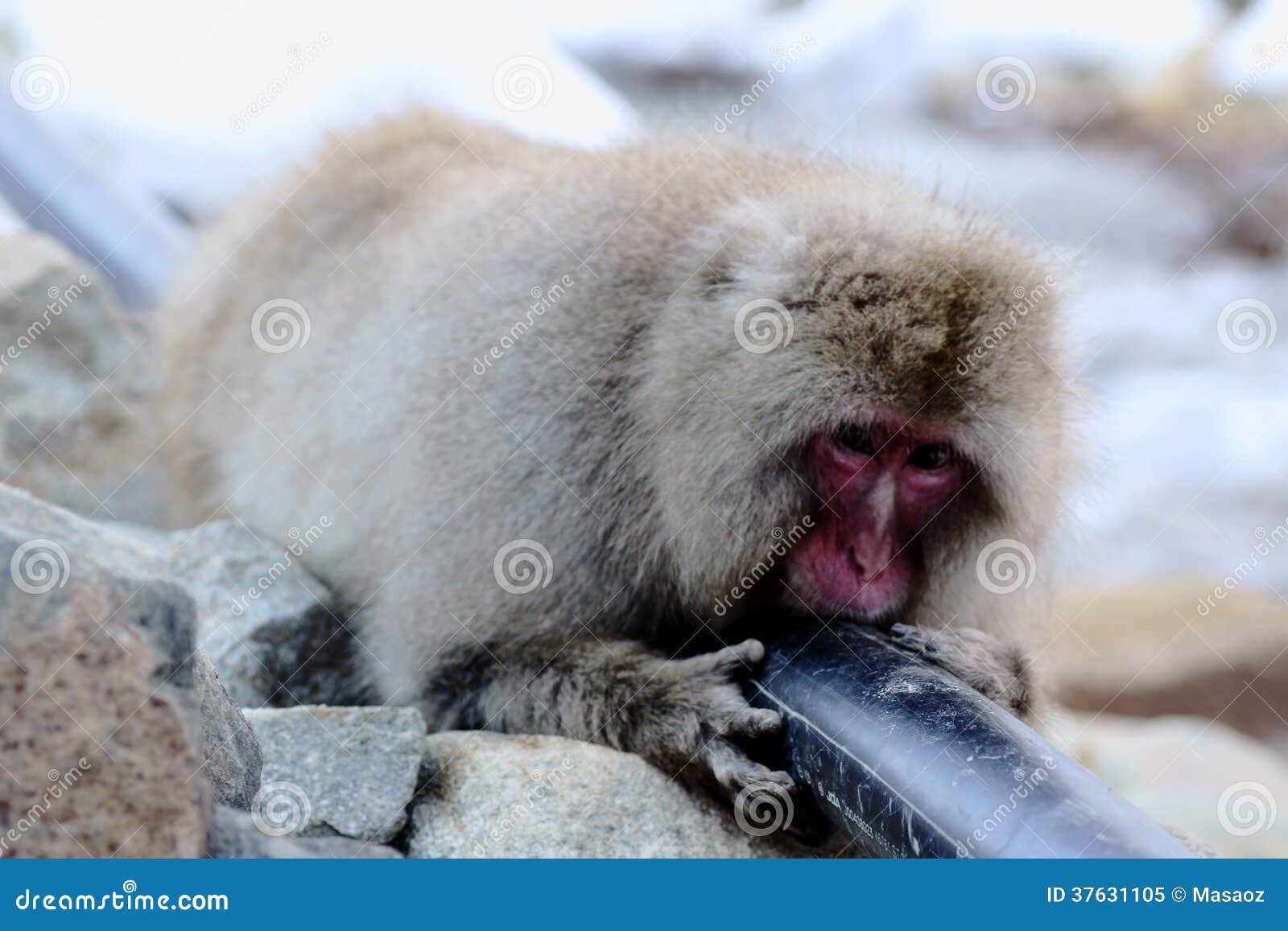 Snow Monkey stock image. Image of japan, relax, onsen - 37631105